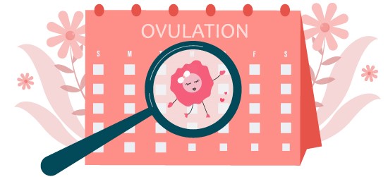 Check Ovulation Calculator & Calendar | Know Your Most Fertile Days